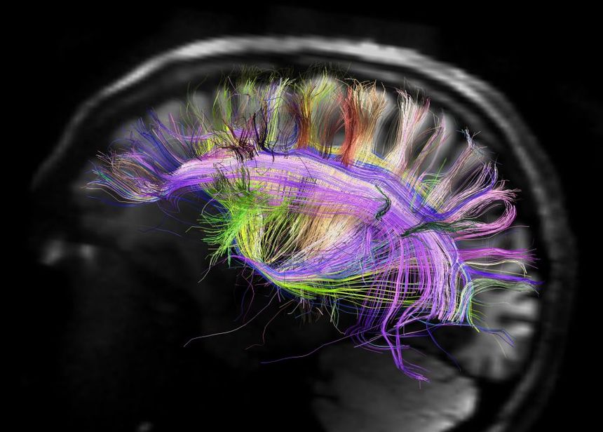Comment fonctionnent nos neurones?
