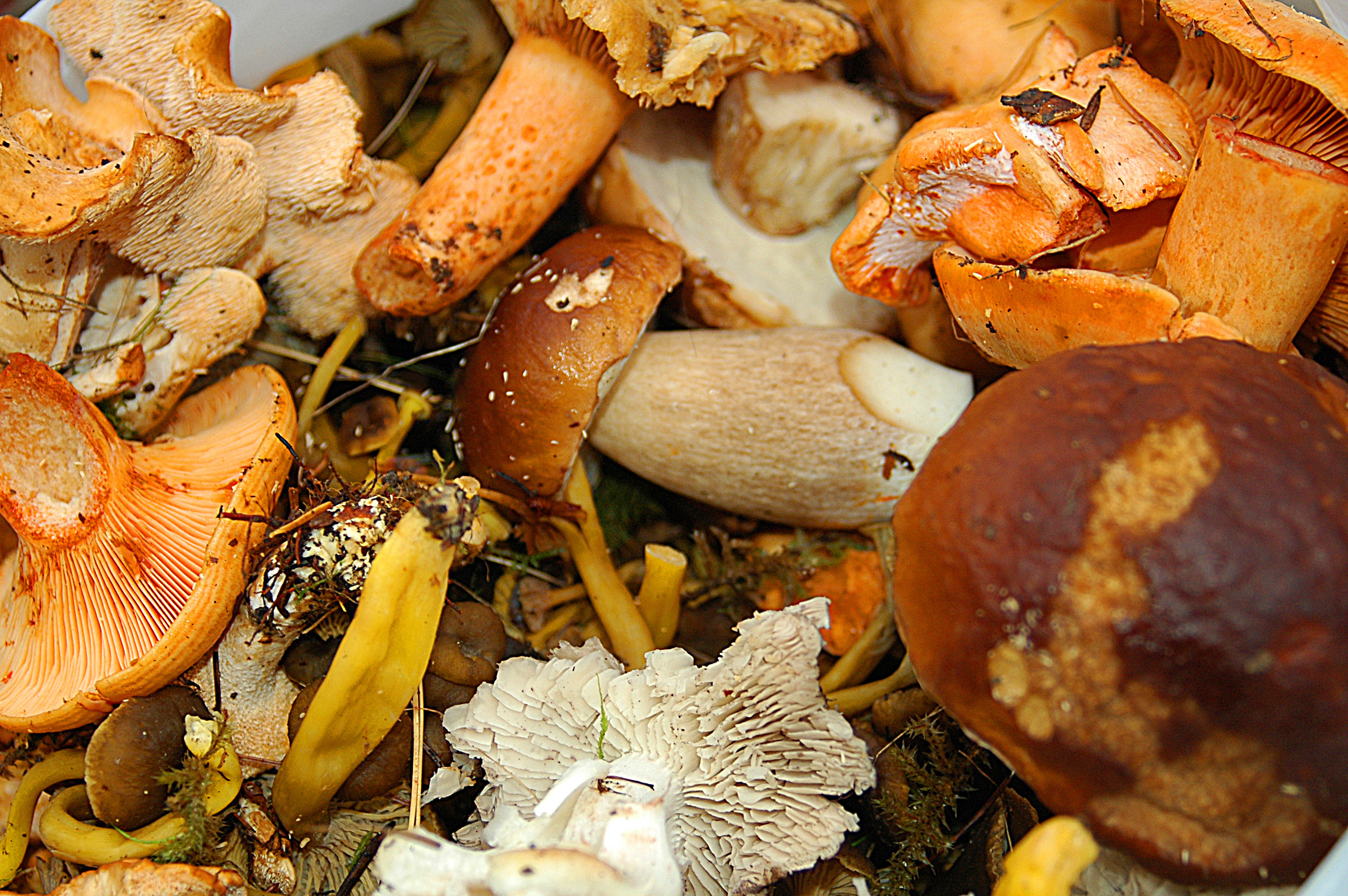 C'est la saison des champignons en Touraine