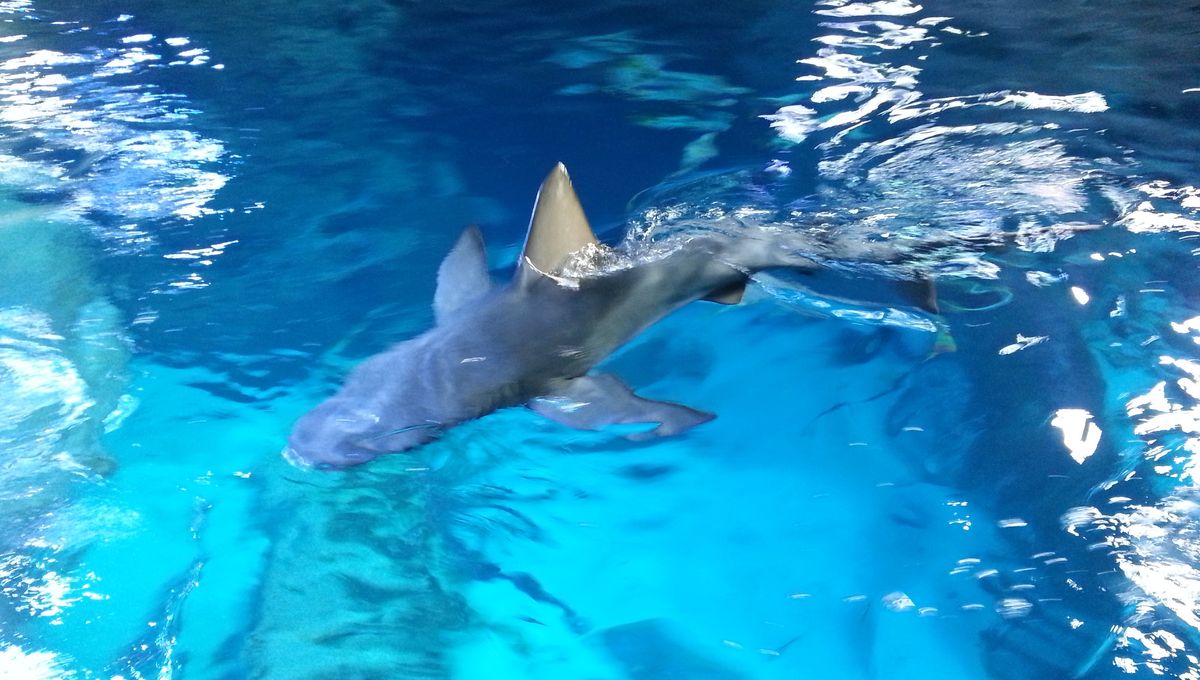 Repas des requins à l'Aquarium de Paris