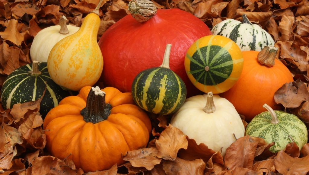 La famille des Cucurbitacées.