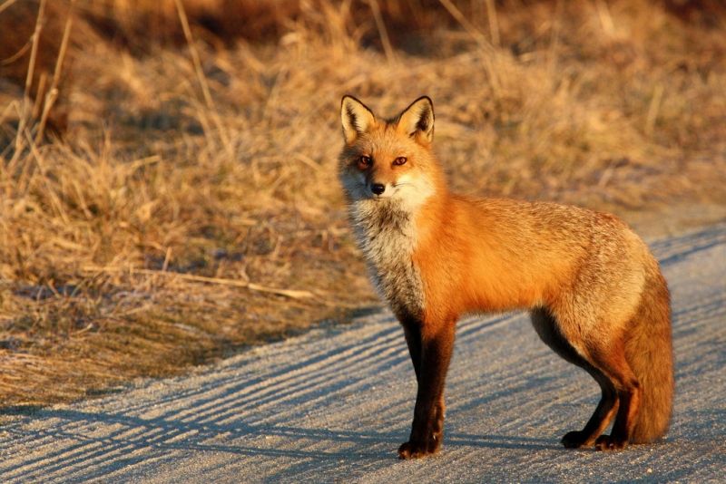 Période de reproduction chez les renards