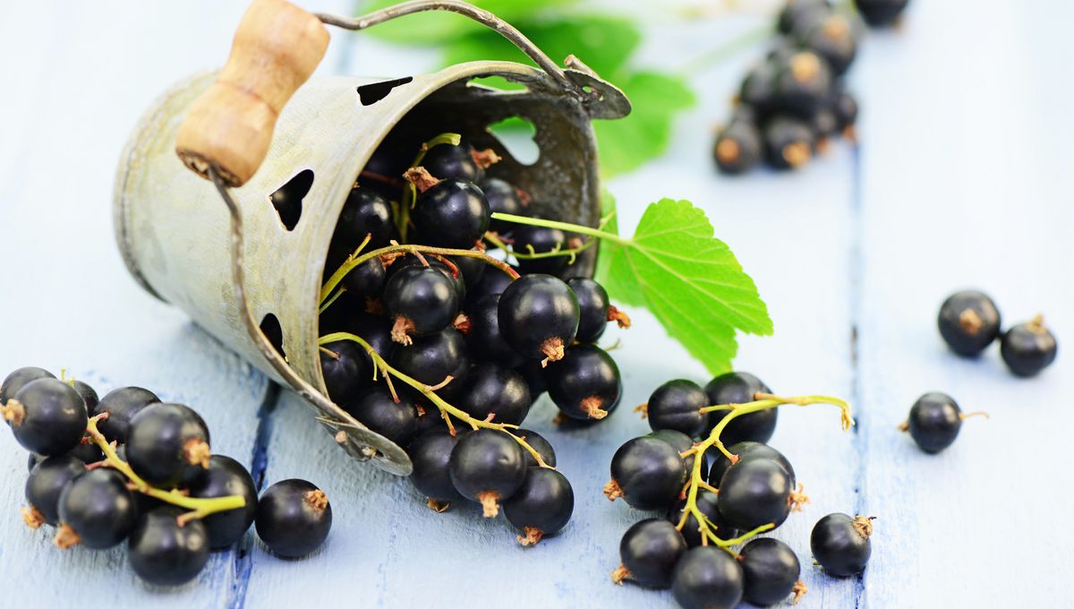 La famille groseille