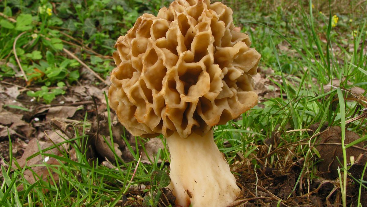 Tous en cuisine : Les champignons.