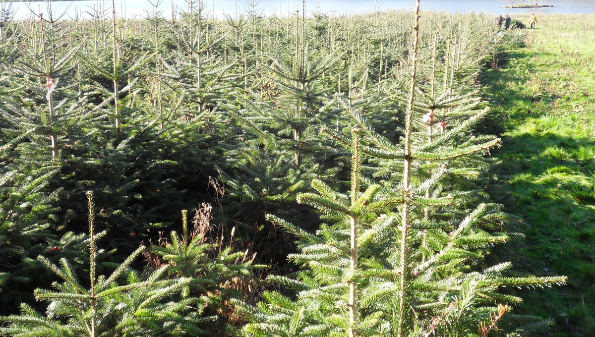Dans les coulisses de la production de sapins en Périgord vert