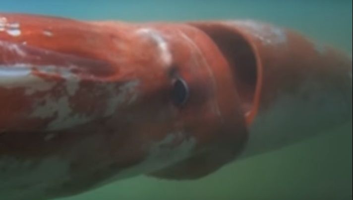 Un calamar géant affole et émerveille le web