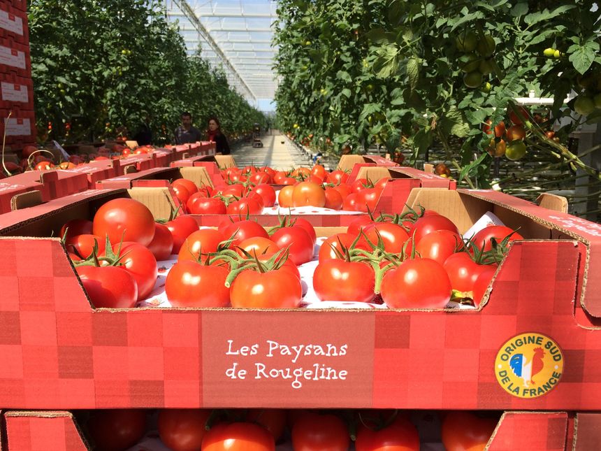 Les tomates Rougeline à Lapouyade 2