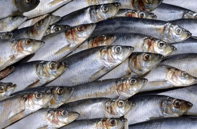 Le Hareng avec Stéphane Benchérif "Les 2 frères" à Aix