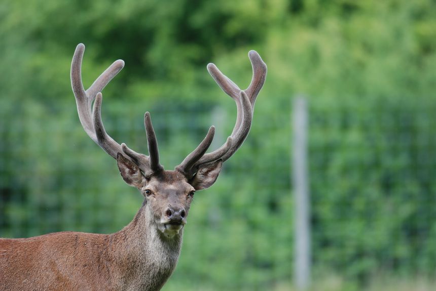 Le cerf élaphe