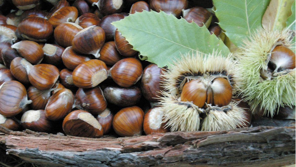 La châtaigne