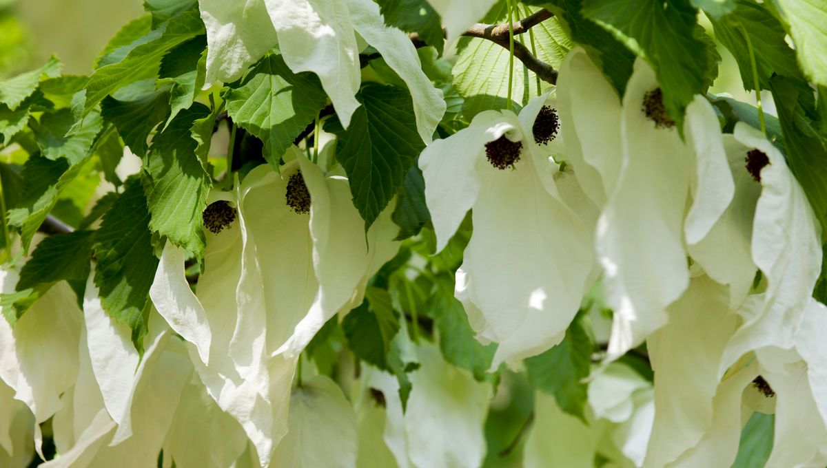 Le Davidia Involucrata