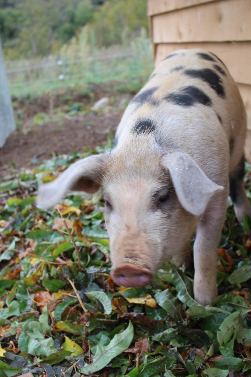 Alex éleveur de Cochons Tiretaps à Eus
