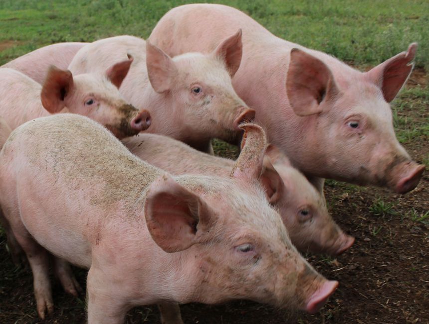 Alex éleveur de Cochons Tiretaps à Eus