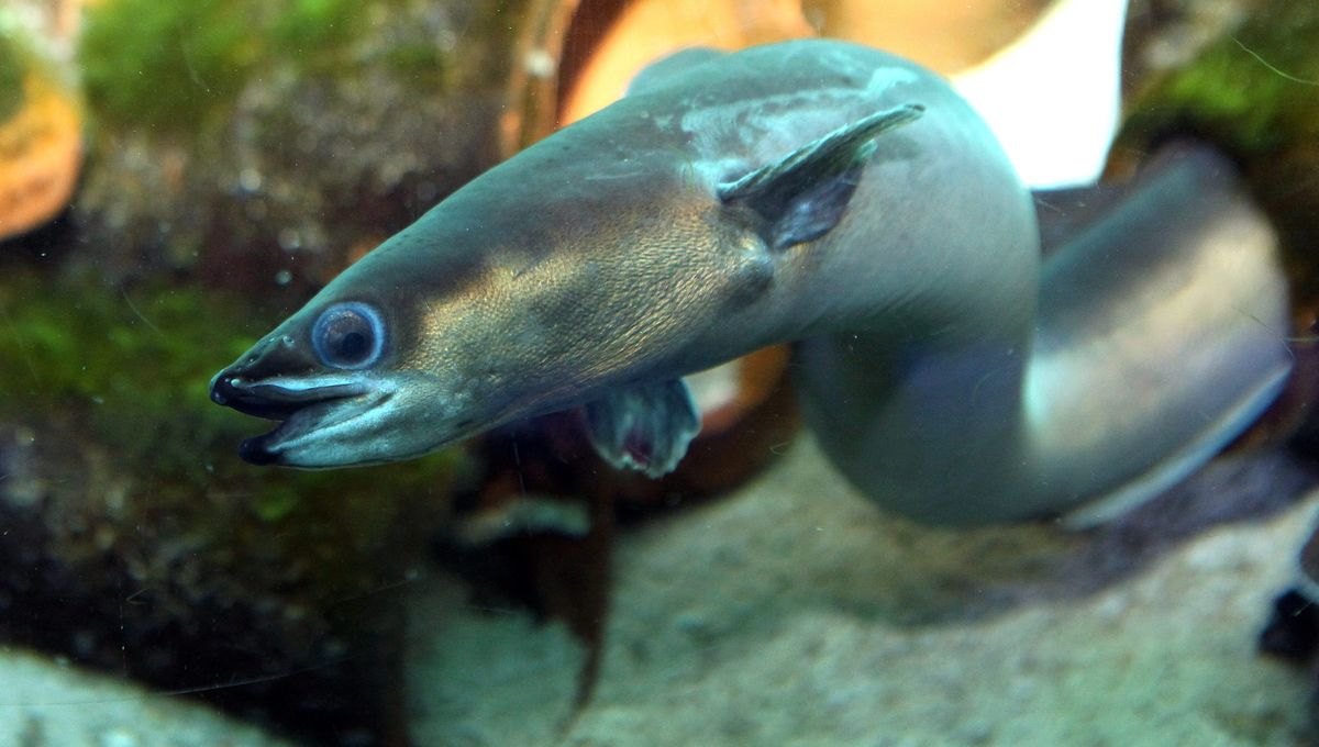 Le mystère du comportement des anguilles