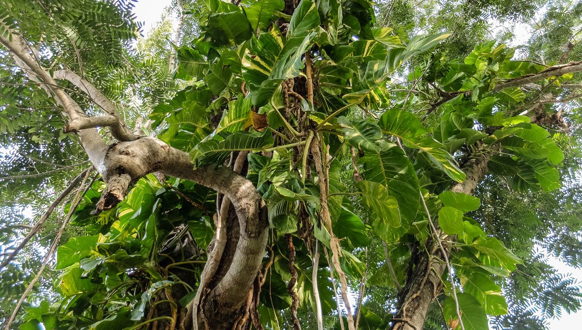 Une liane caméléon.