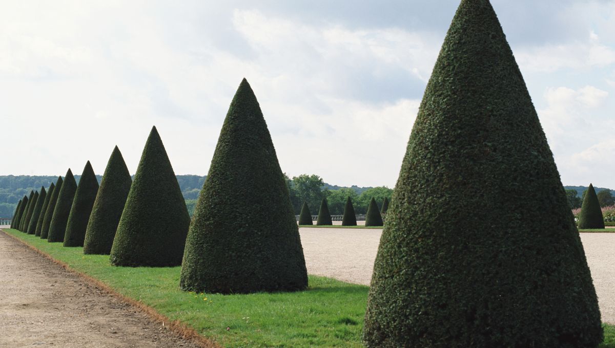 L’if commun, un conifère anti-cancer.