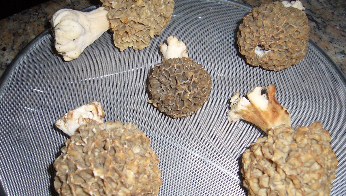 Les morilles