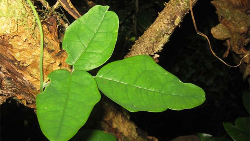 Chronique végétale : Boquila trifoliata