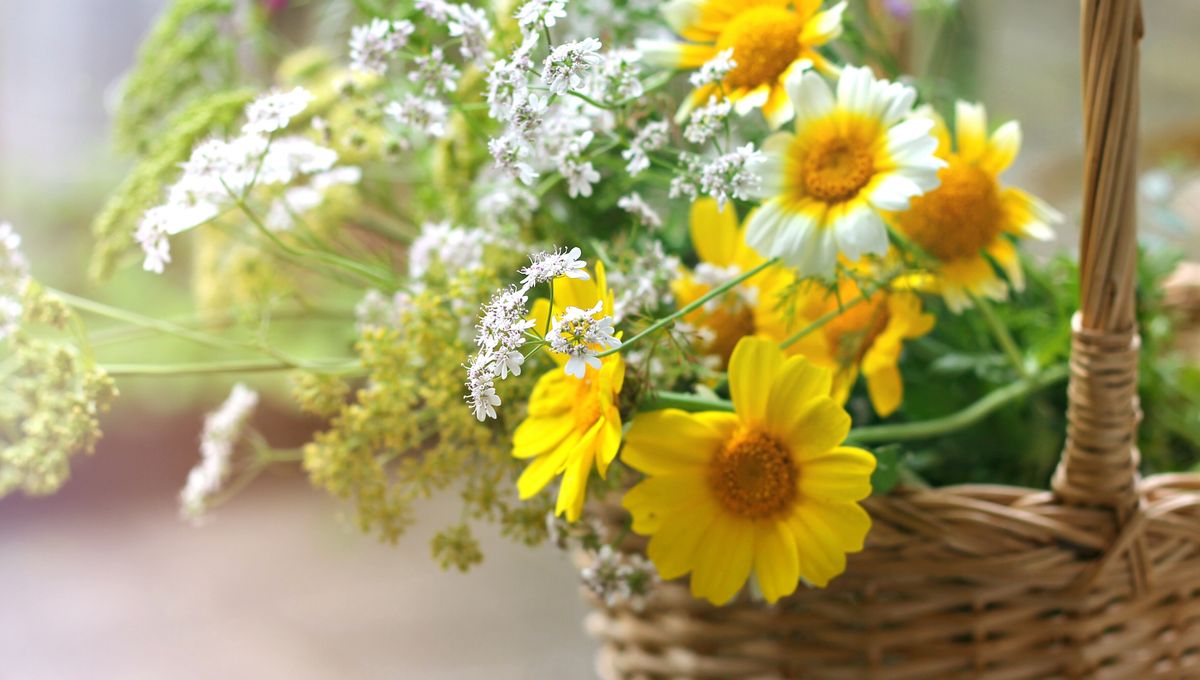 Acheter ses fleurs de saison en circuit-court