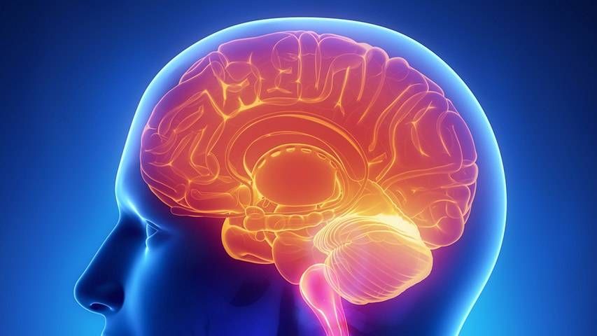 Le ventre est-il notre deuxième cerveau