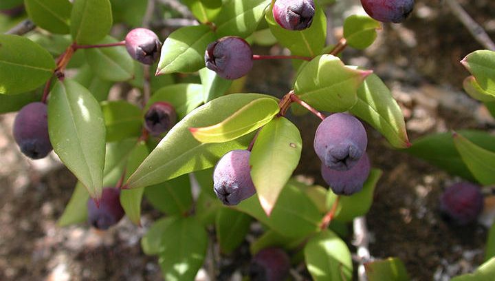 Chronique végétale : Le myrthe