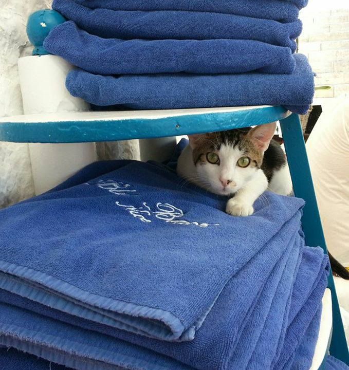 Un été à la plage : Le Blue Beach sur la Promenade des Anglais à Nice