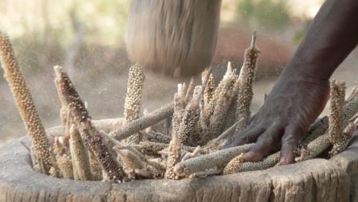 Le mil, céréale d'avenir