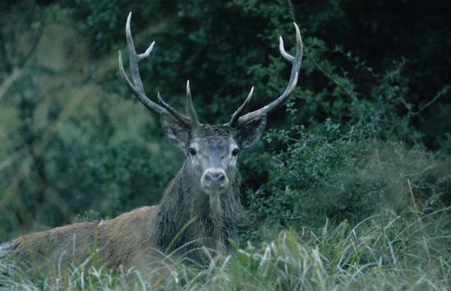 Le cerf en forêt de Cerisy (14)
