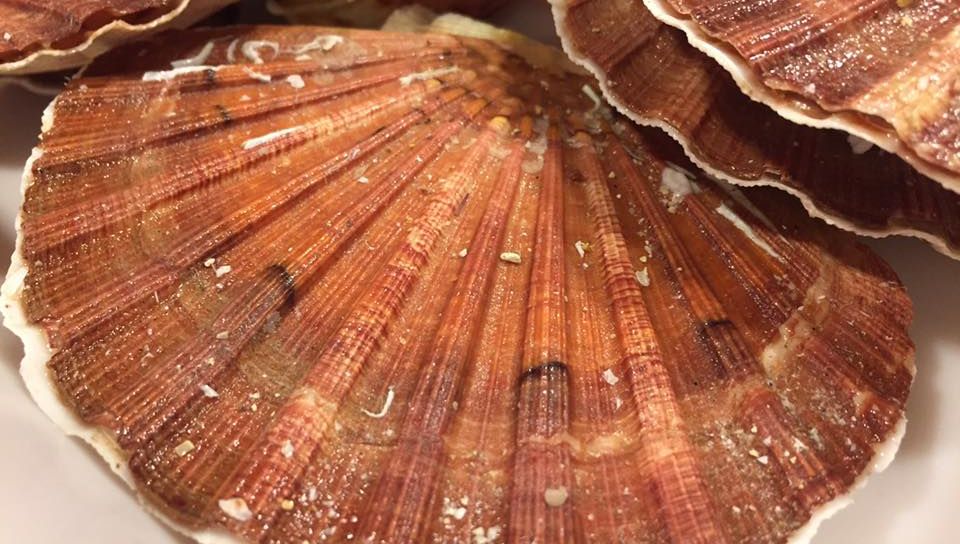 On fait sa fête à la coquille!