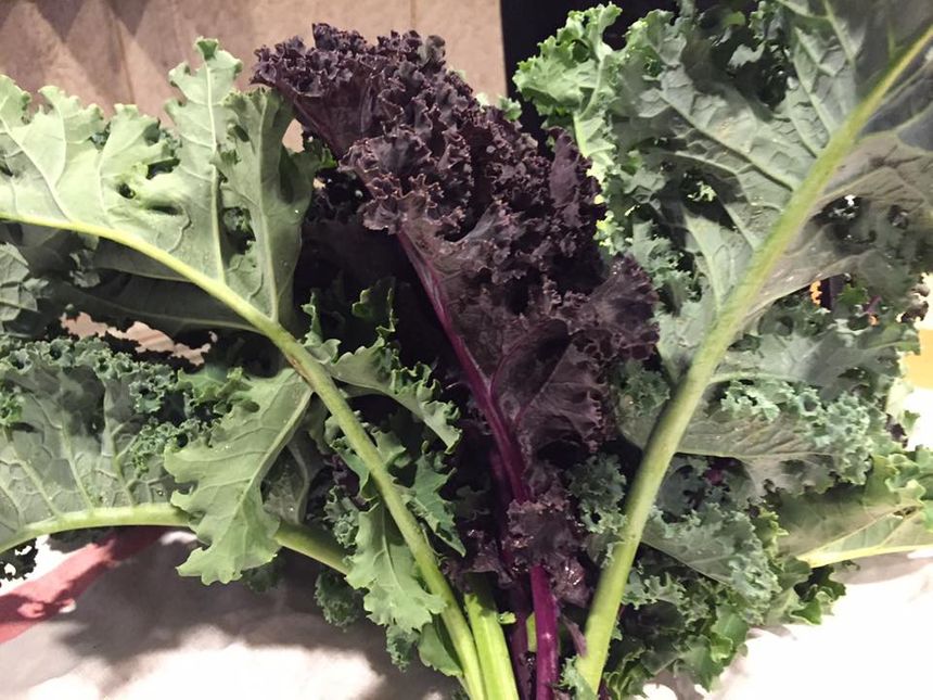 Le chou kale