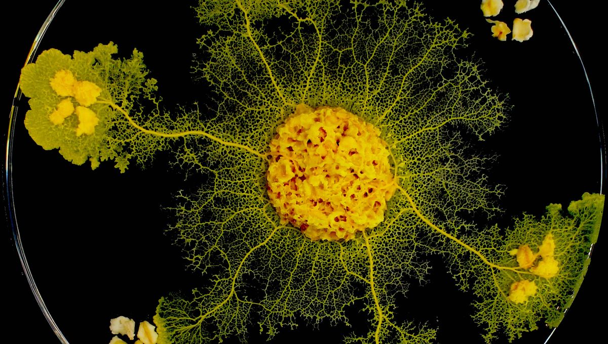 Le 10 novembre 2008 : la découverte du "Blob"