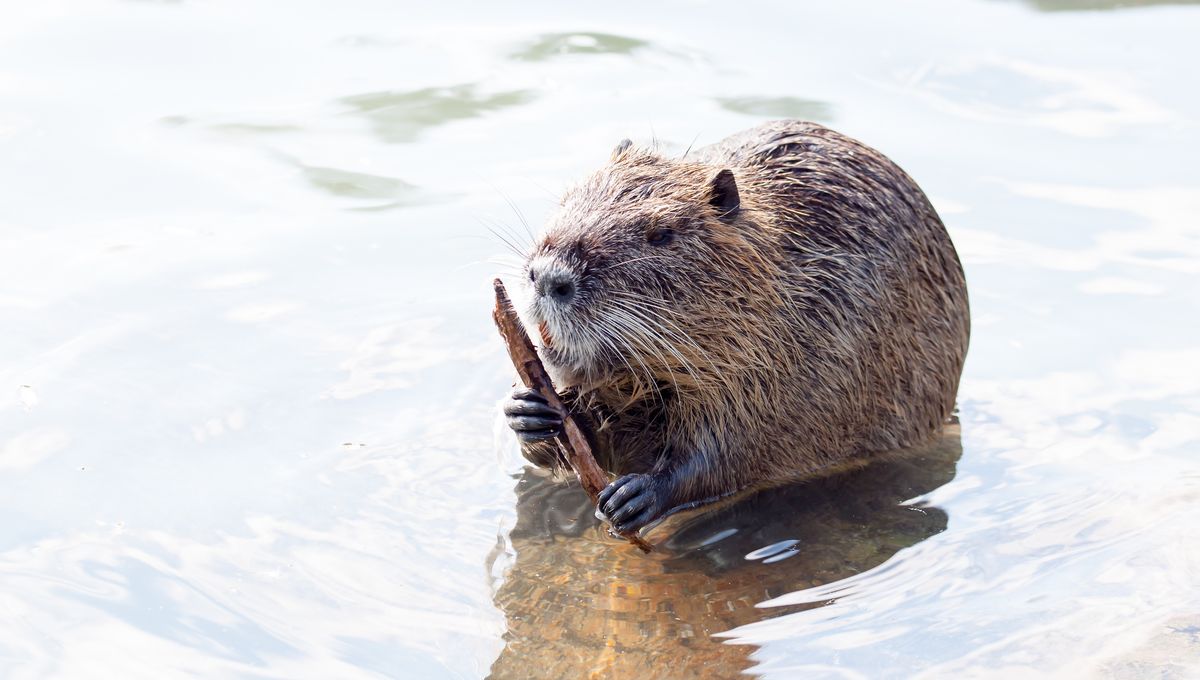 Le castor est de retour chez nous, l'écosystème s'en réjouit