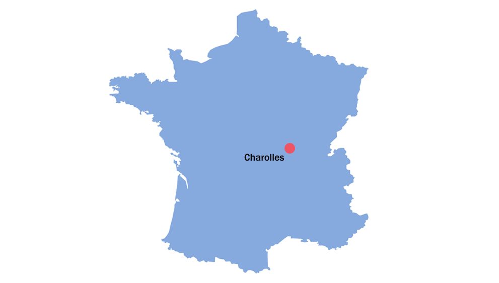 Le charolais
