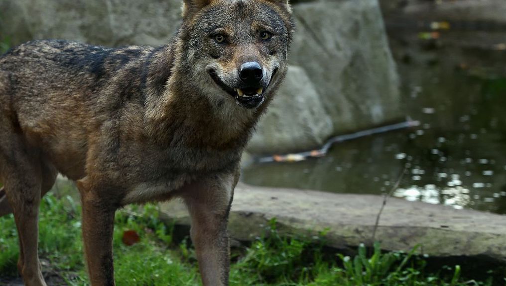 Rendez-vous sauvage : loups, lynx & Co au parc zoologique de Paris