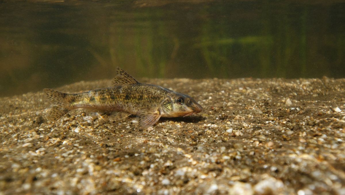 La pêche du goujon en Limousin