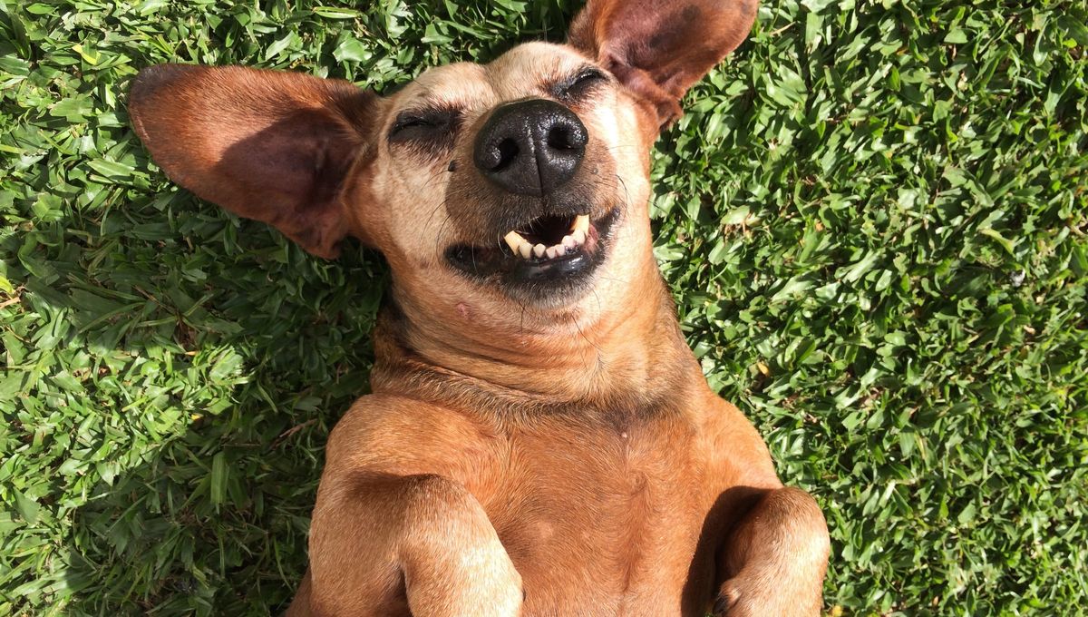 Le chien et le philosophe