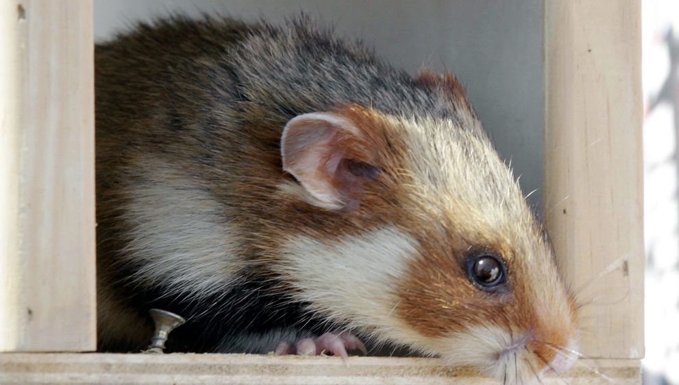 Les grands hamsters d'Alsace sont plus nombreux cette année