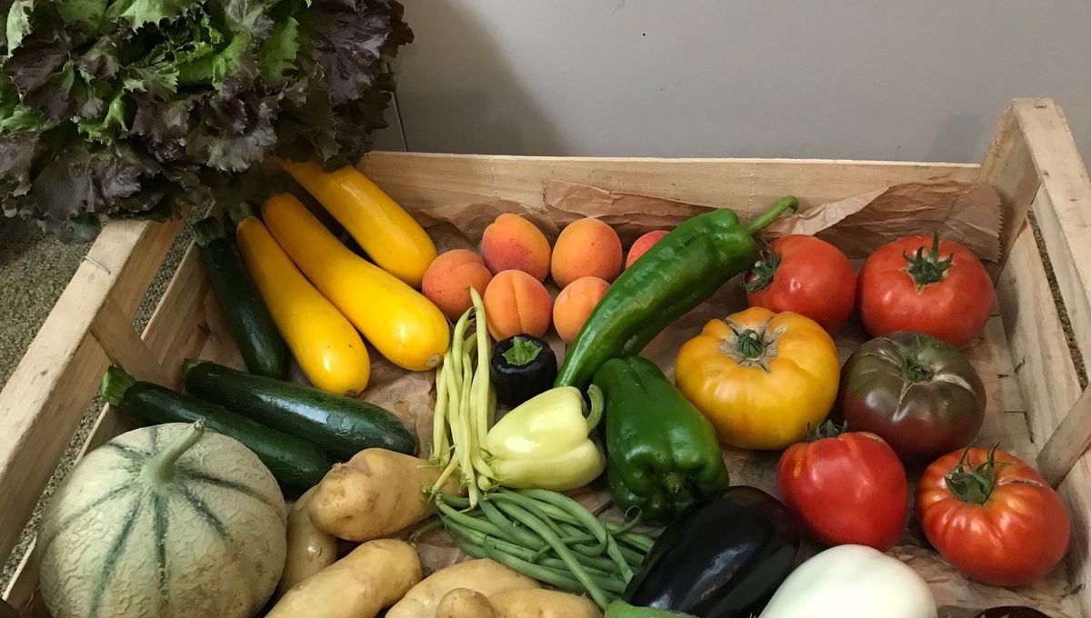 A la découverte de l'exploitation de production de fruits et de légumes ...