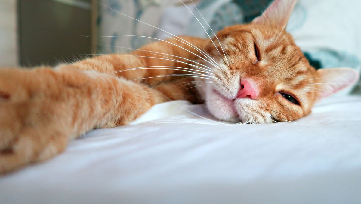 Miaou