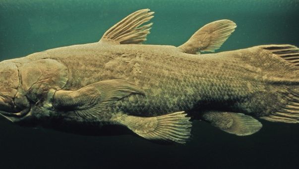 Le plus vieux poisson du monde, le cœlacanthe, est menacé de ...