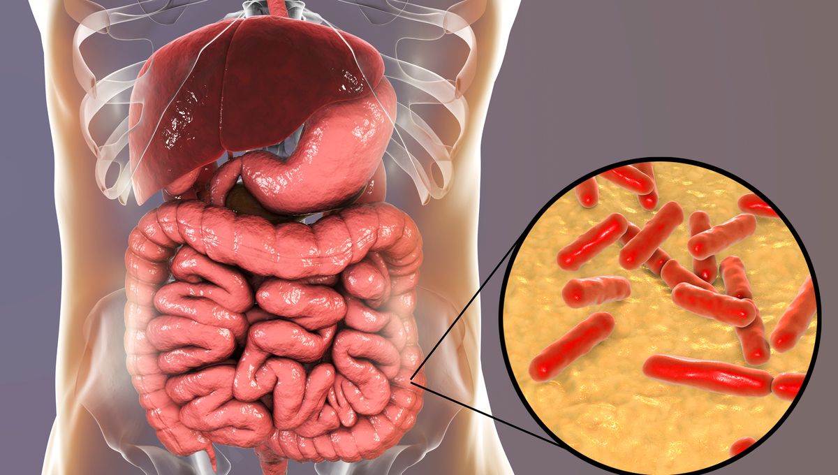 La greffe fécale pour redonner des forces aux malades du cancer