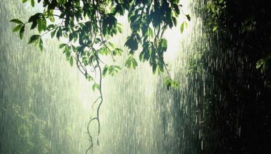 Chronique végétale : Les arbres font la pluie et le beau temps