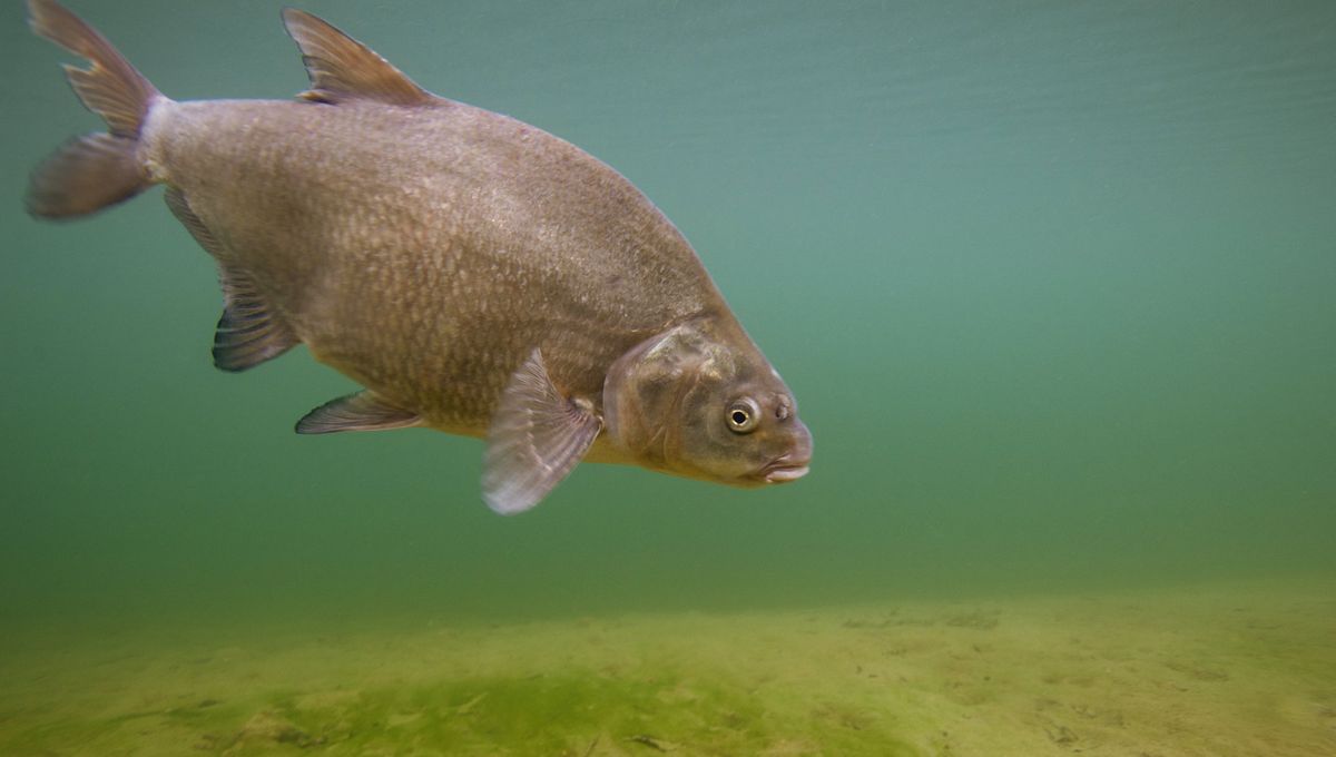 Le poisson baptisé la Brème Commune