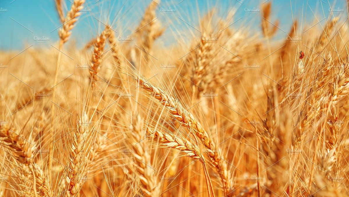 C'est votre jour de science : Le blé