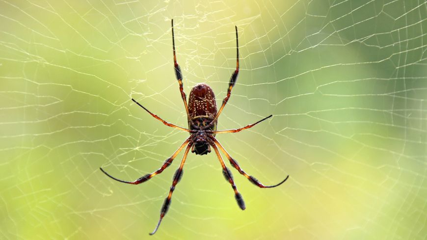 Naturellement vôtre : Les araignées