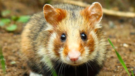 Dans la peau du Grand Hamster d’Alsace