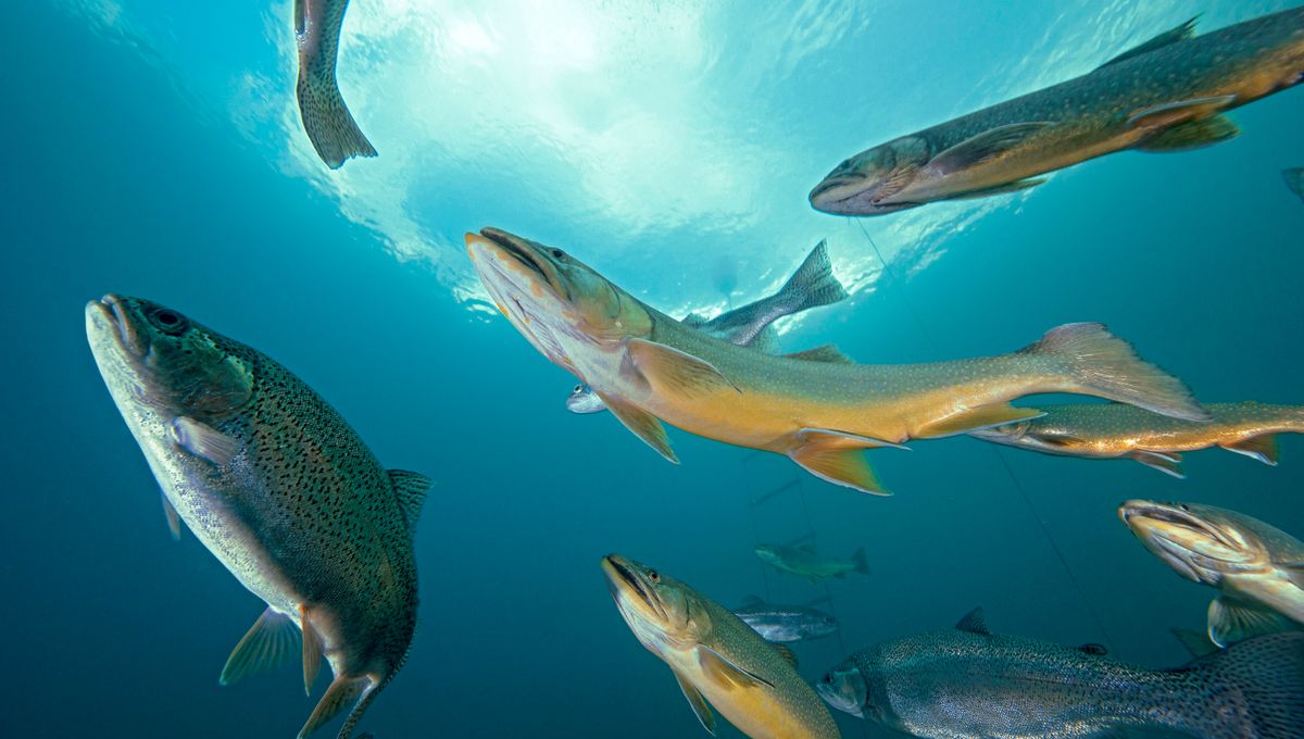 Des rivières à vos assiettes : les poissons d'eau douce