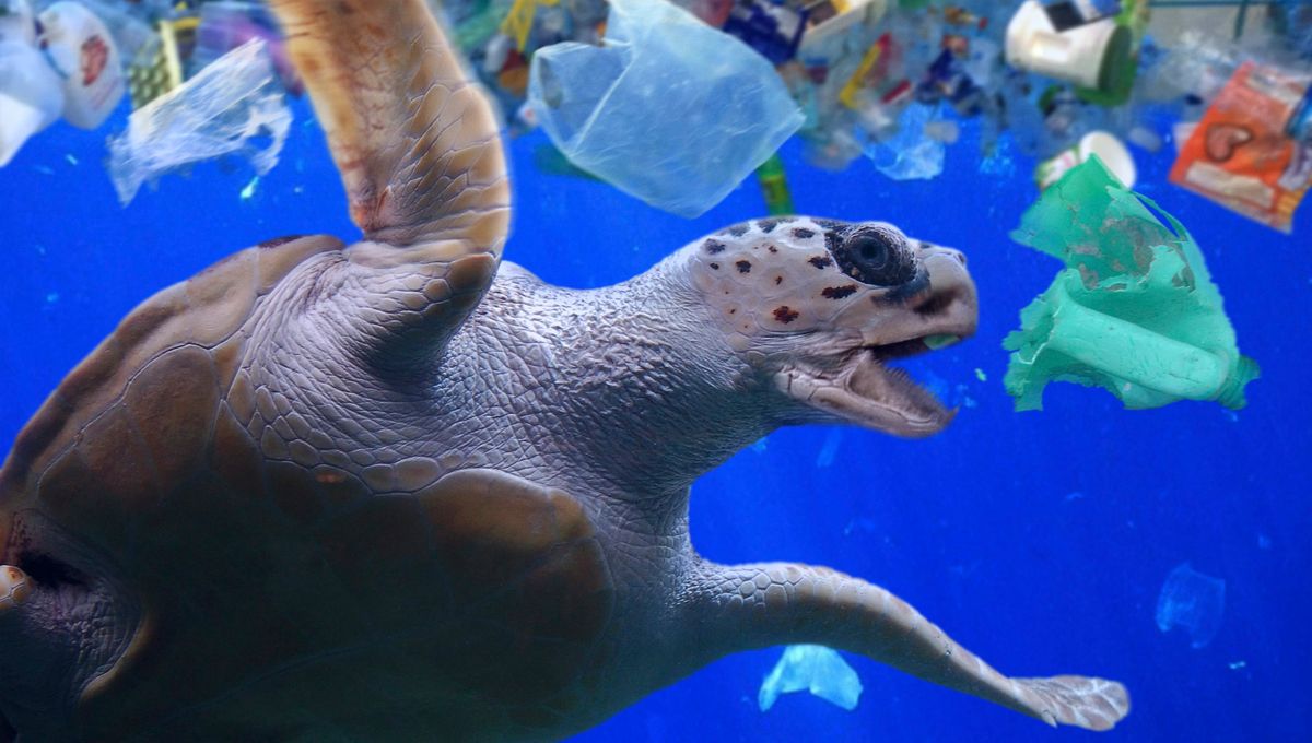 Pr Stéphane Guilbert: "En 2050, le plastique présent dans les océans ...