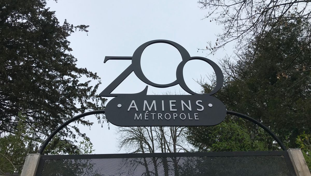 Dans la giraferie du Zoo d'Amiens Métropole