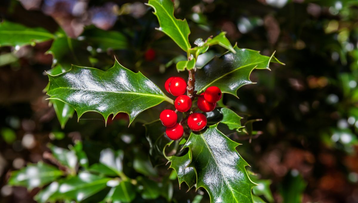 Comment tailler et bouturer mon houx