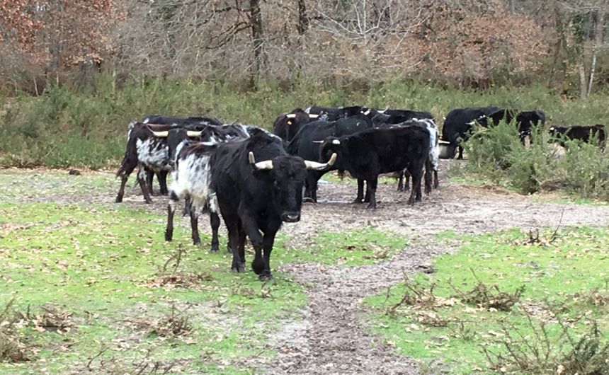 La ganaderia de Malabat, quels sont les taureaux élevés pour la corrida